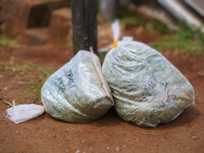 The Life Cycle of Miraa in Kenya - The Elephant